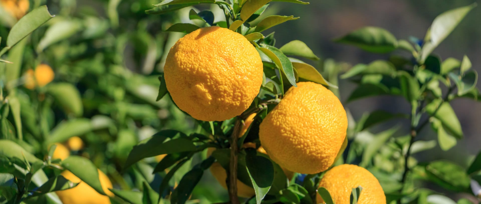 Yuzu Lemonade The Taste You Will Never Forget Matr Copenhagen Yuzu Lemonade The Taste You Will Never Forget Matr Copenhagen